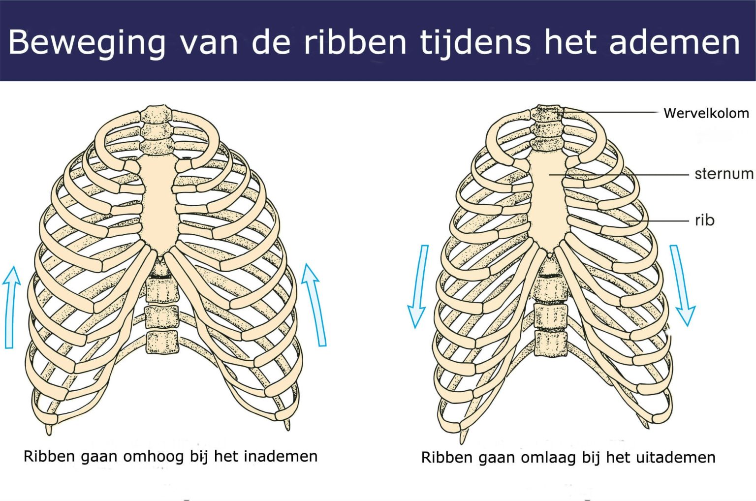 Herstel gebroken rib Gebroken ribben en werken
